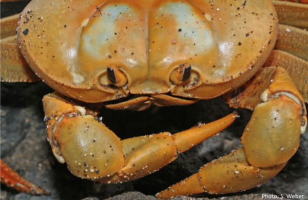 Land Crab – Ascension Island Government