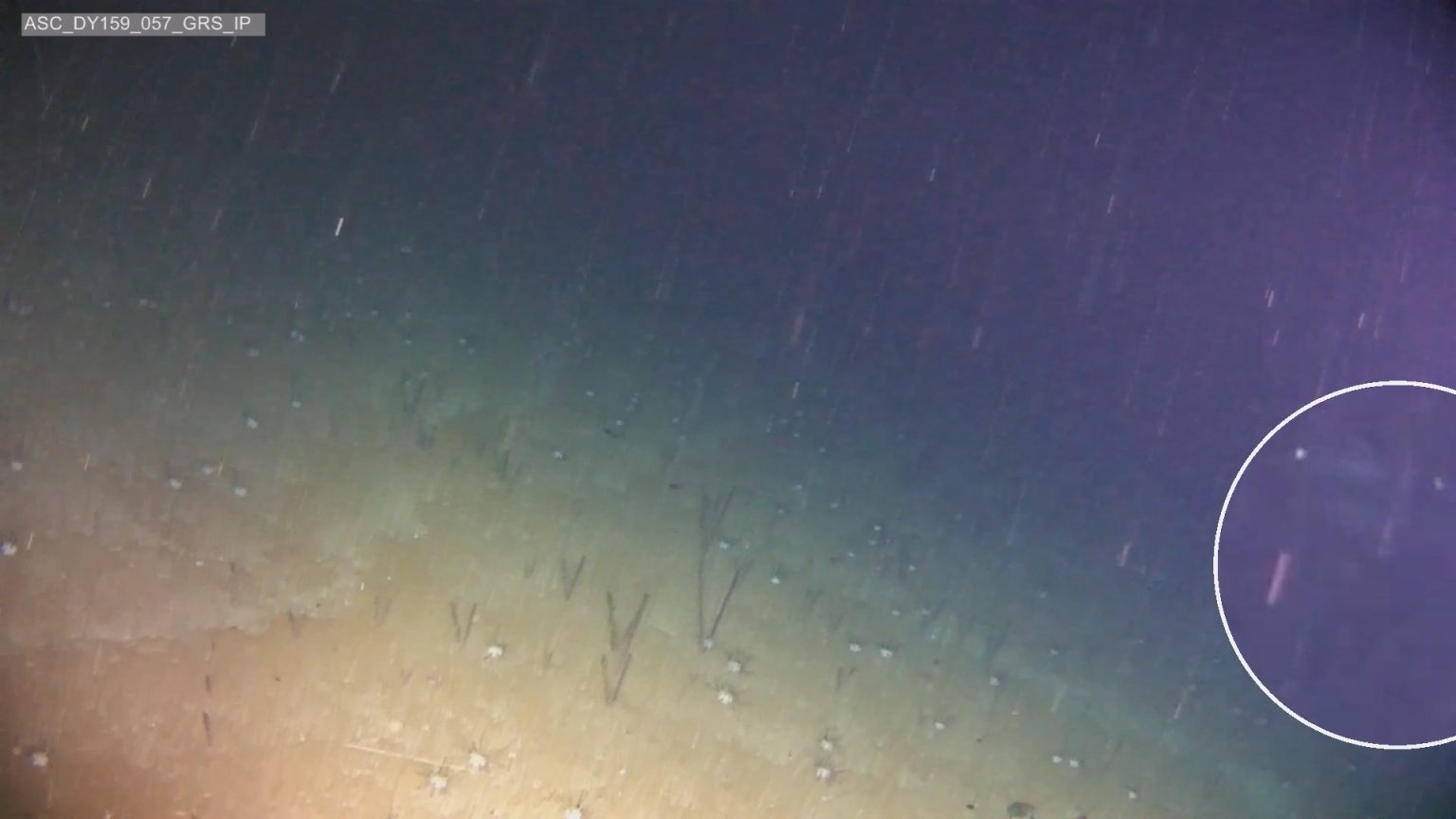 Nature Notes – Bluntnose sixgill shark (Hexanchus griseus) – Ascension ...