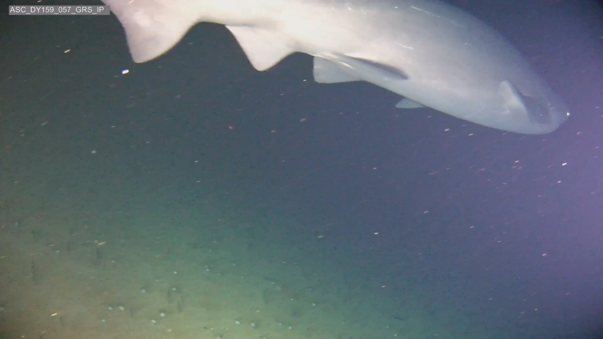 Nature Notes – Bluntnose sixgill shark (Hexanchus griseus) – Ascension ...