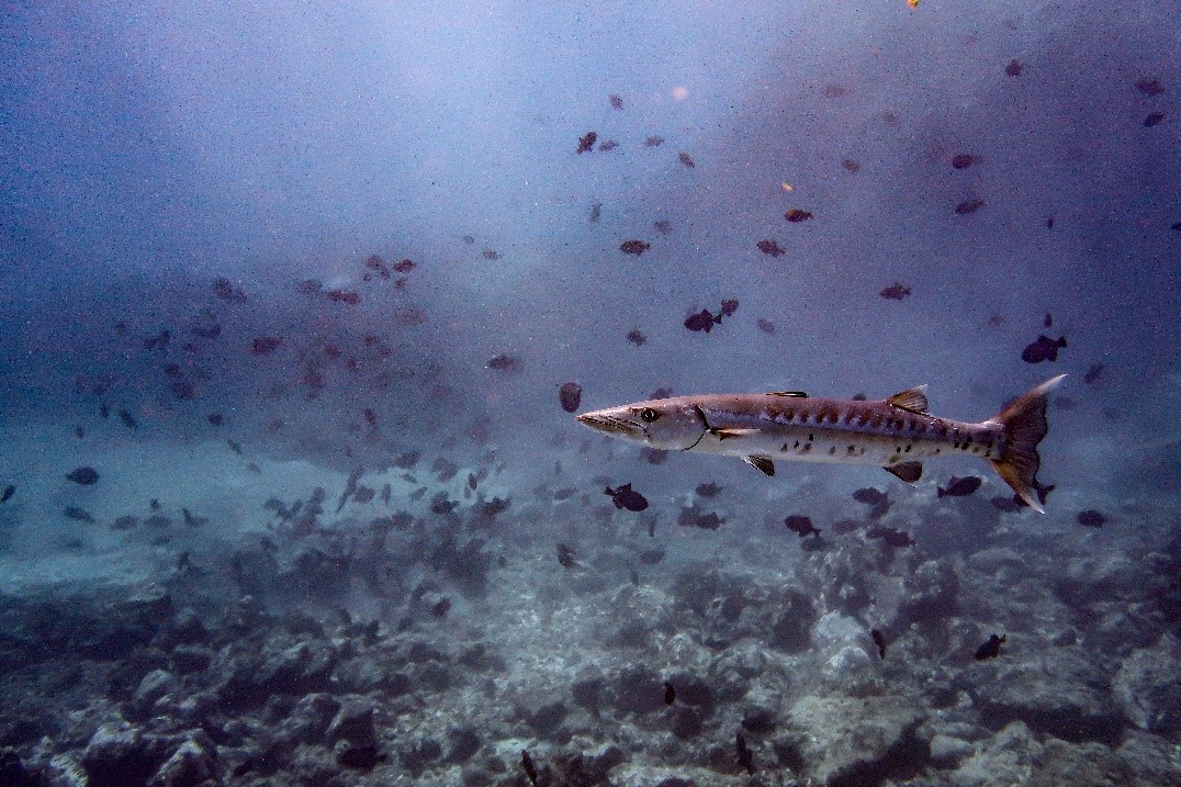 Nature Notes: Barracuda (Sphyraena barracuda) – Ascension Island Government
